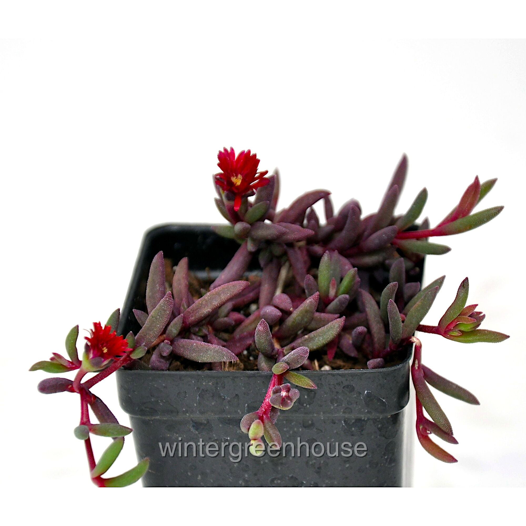 Delosperma Desert Dancers Red, Ice Plant - Pot Size: 3in square ...