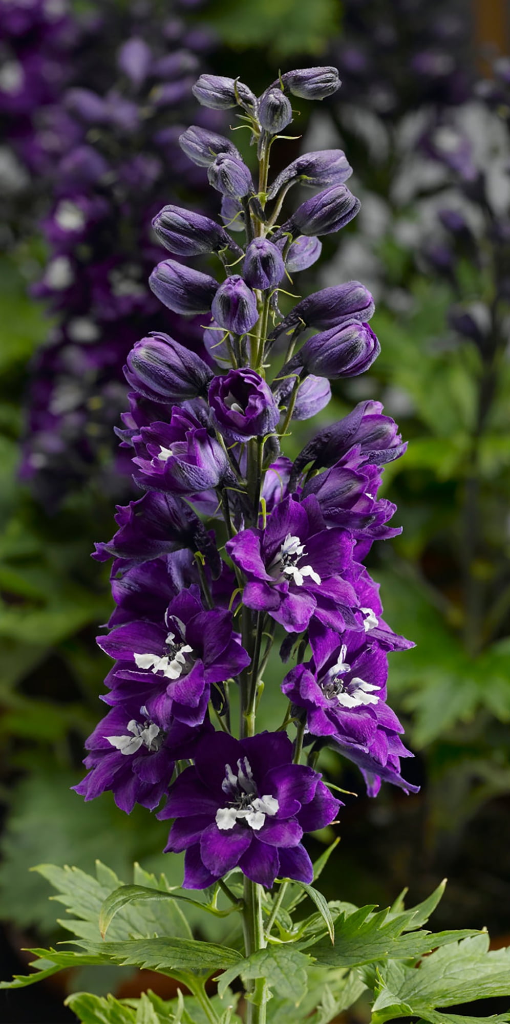 Delphina™ Dark Blue White Bee - Delphinium - 3" Pot - Walmart.com