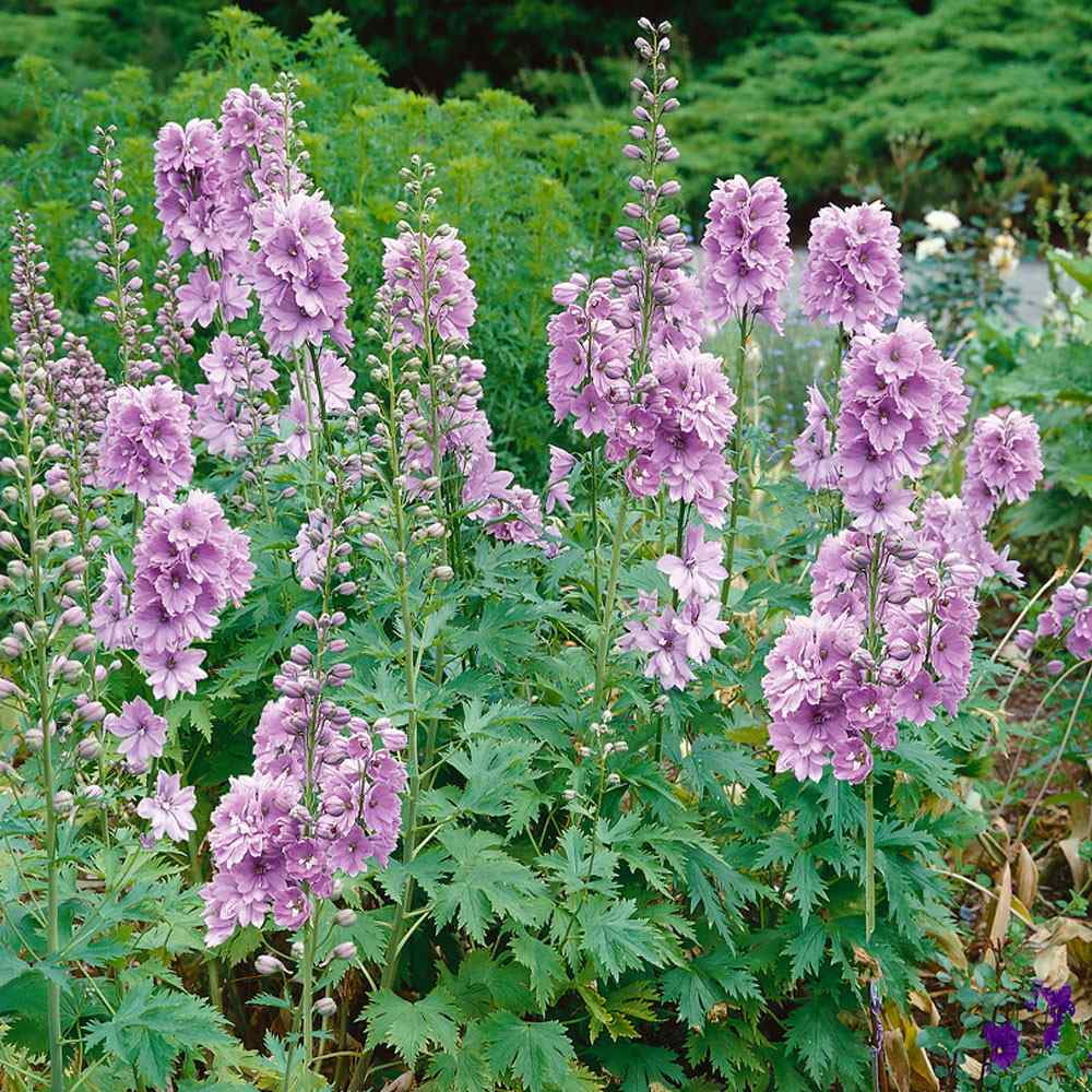 Delphinium Elatum Magic Fountains Lavender White Bee Flower Seeds - 200 Seeds - Walmart.com