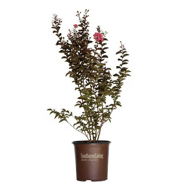 Southern Living Delta Eclipse Crapemyrtle Live Shrub in 2-Gallon Grower ...