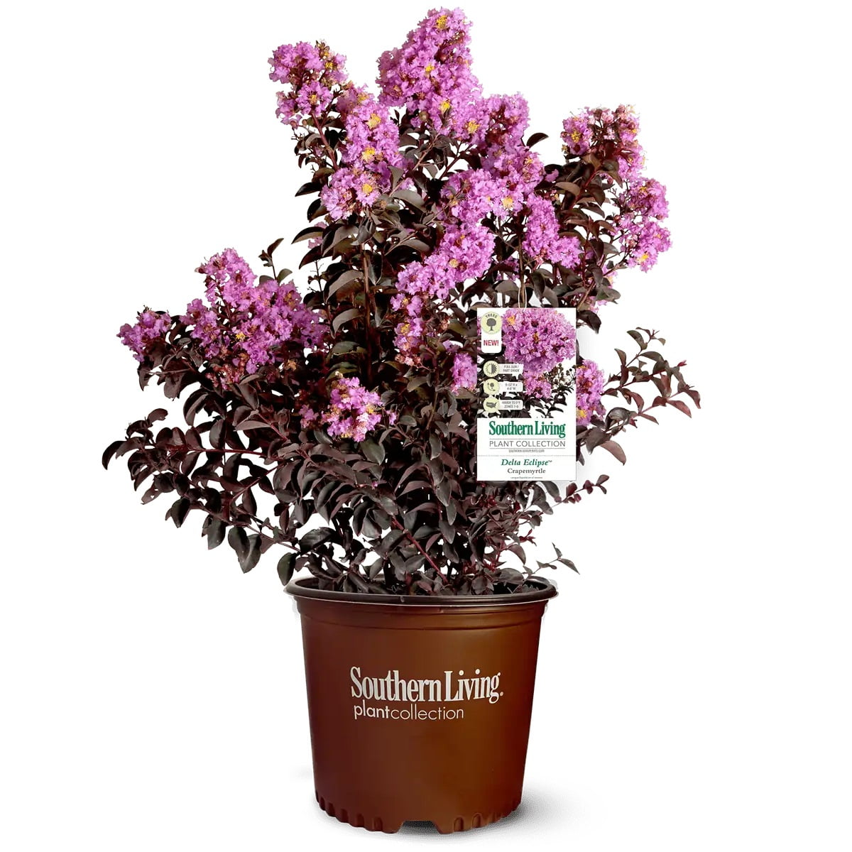 Southern Living Delta Eclipse Crapemyrtle Live Shrub in 2-Gallon Grower ...