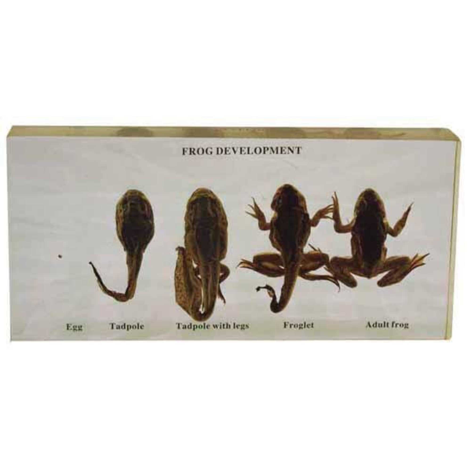 Delta Education Frog Life History Specimen Block - Walmart.com