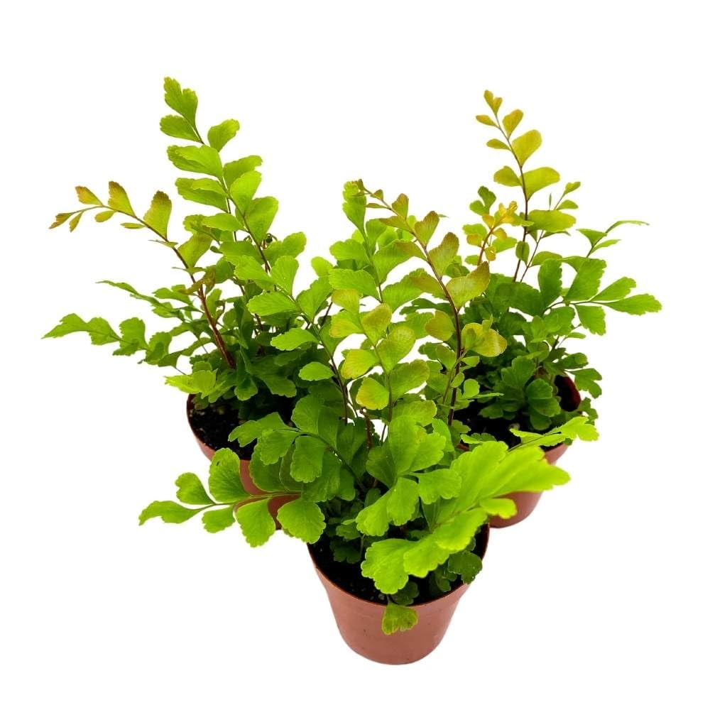 Delta Maidenhair Fern 2 inch Set of 3 Adiantum raddianum Tiny Mini ...