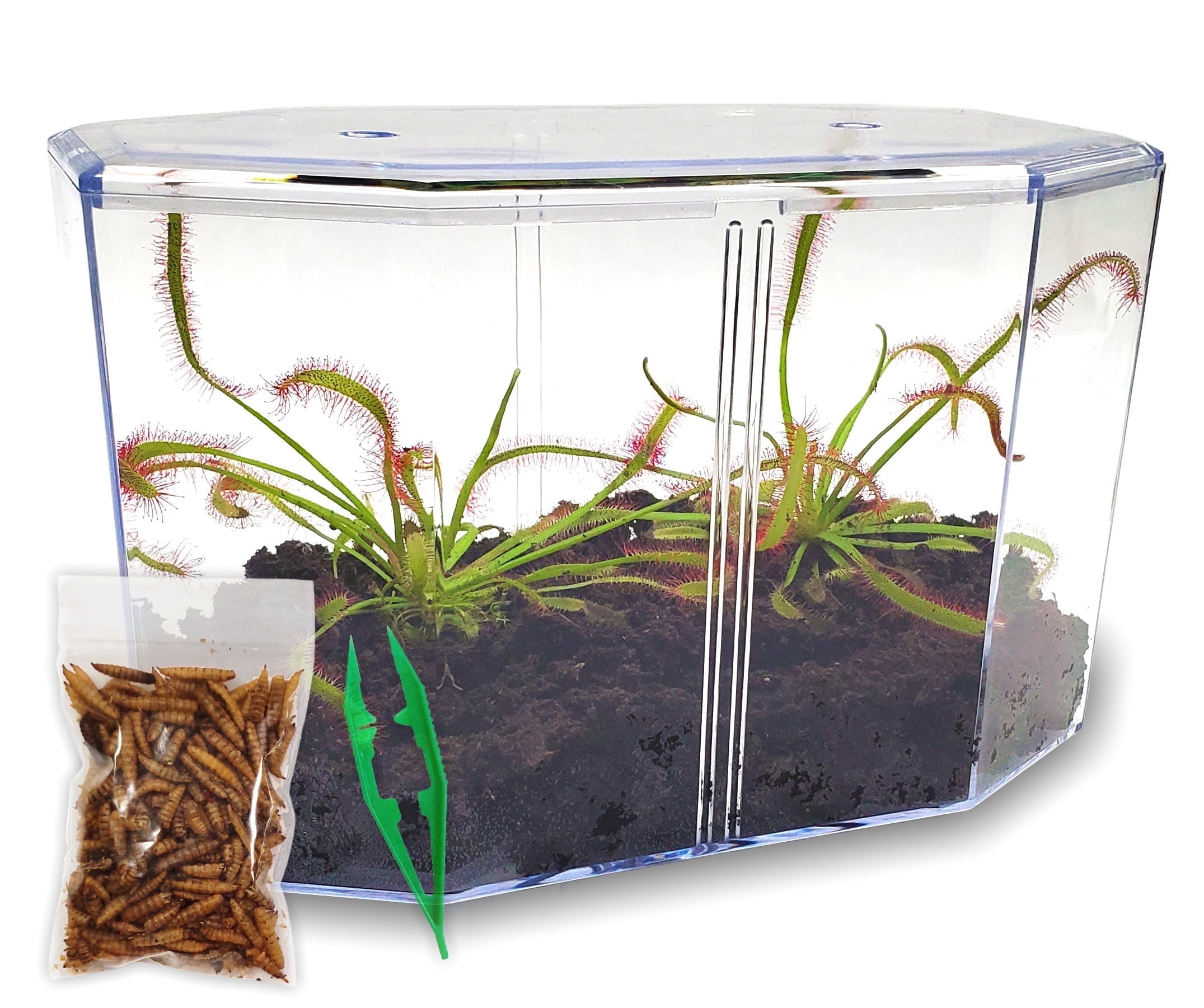Deluxe Cape Sundew Plant Kit with 2 Live Carnivorous Plants – Indoor ...