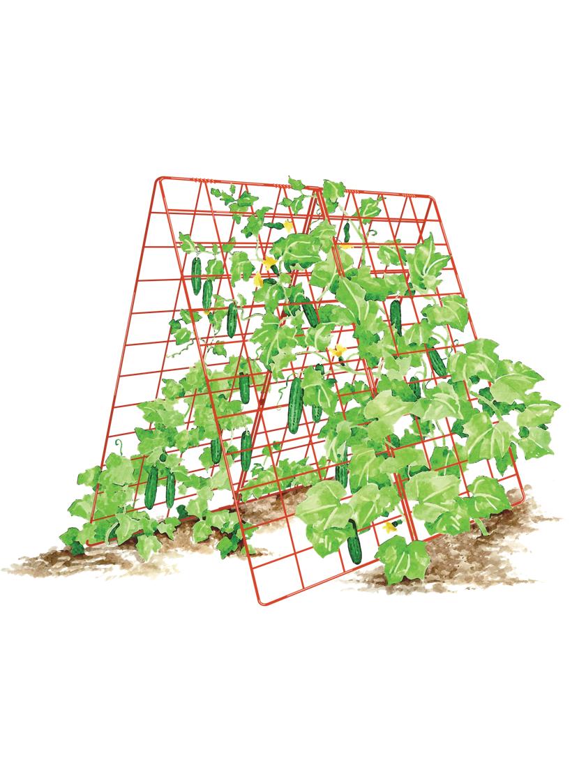 Deluxe Cucumber Trellis - Walmart.com