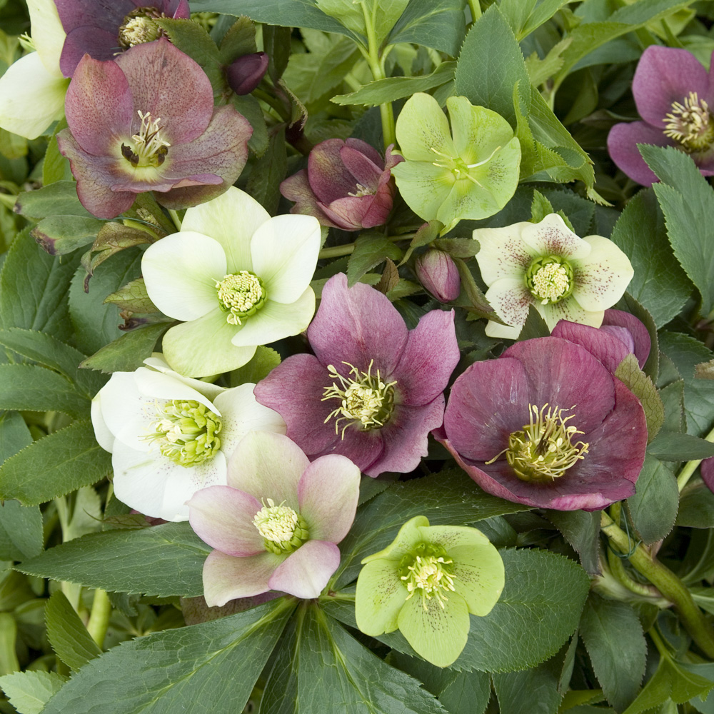 Green Gambler Lenten/Christmas Rose - Helleborus - Shade Lover - 2.5 ...
