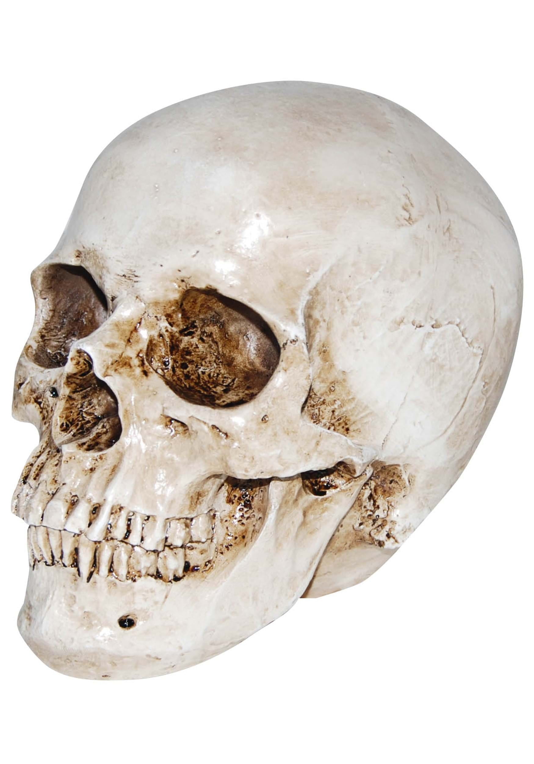 Deluxe Realistic Plastic Skeleton Decor Head Halloween Prop - Walmart.com