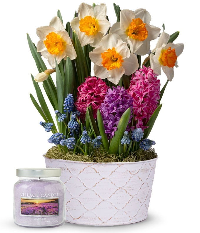 From You Flowers - Deluxe White Daffodil & Hyacinth Bulb Garden Set for ...