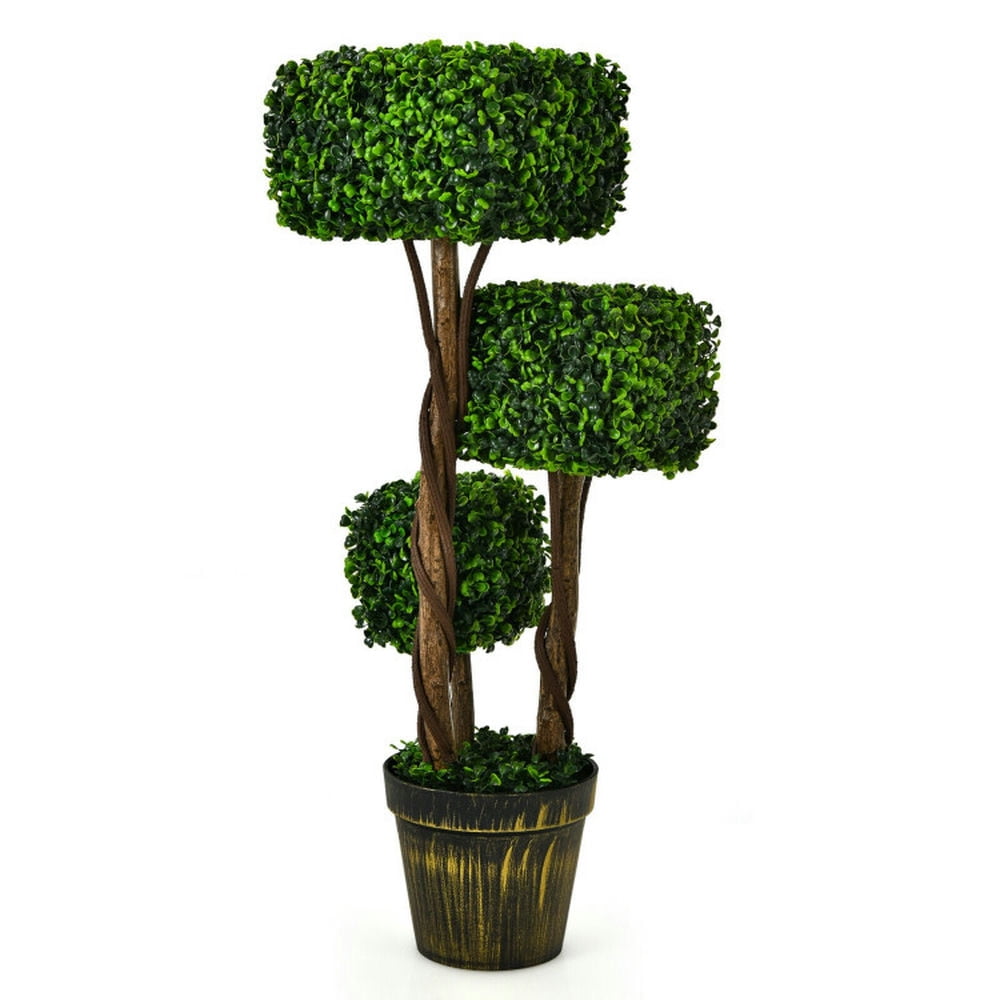 Green Pillar Boxwood