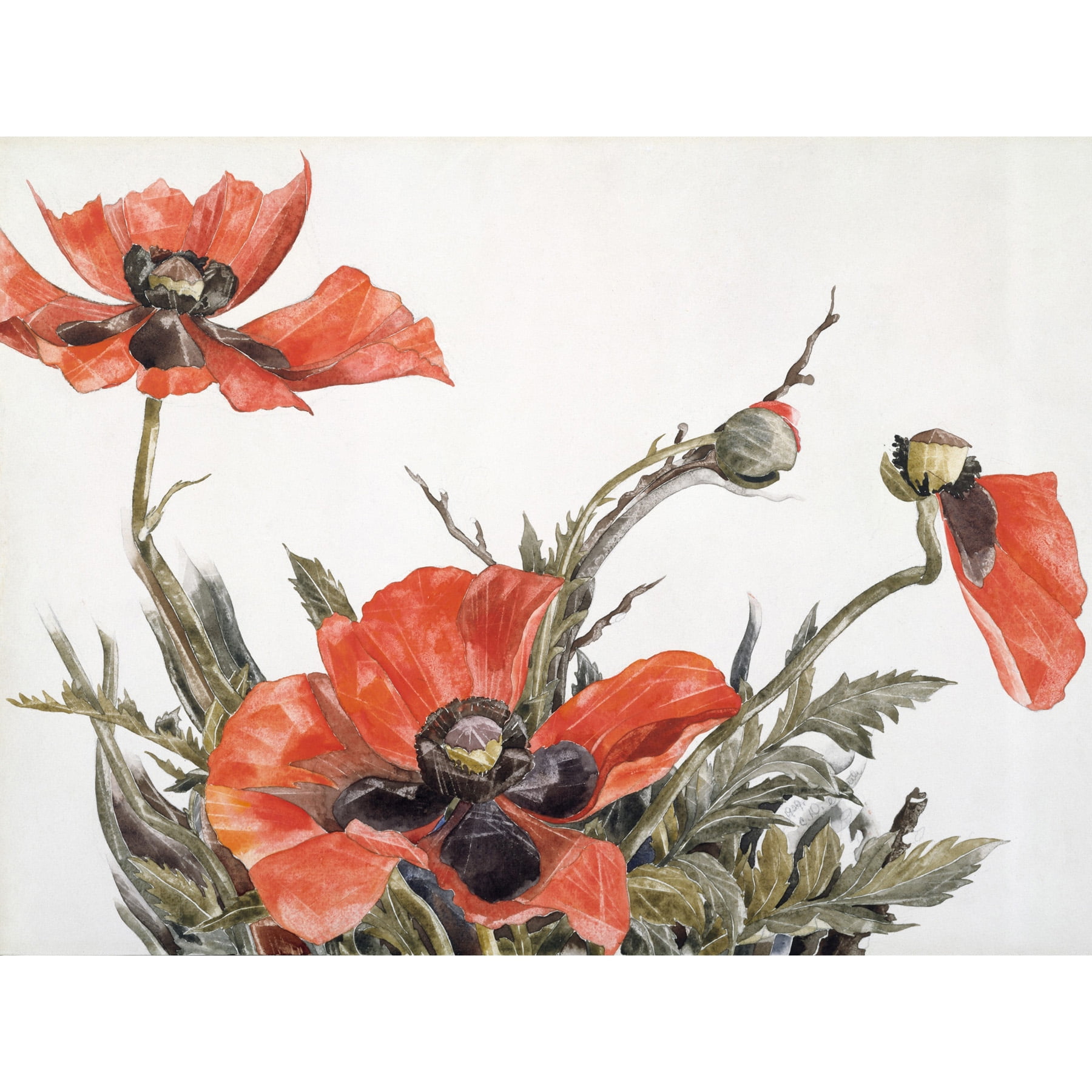 Demuth Red Poppies Watercolour Drawing Painting Extra Large Art Print ...