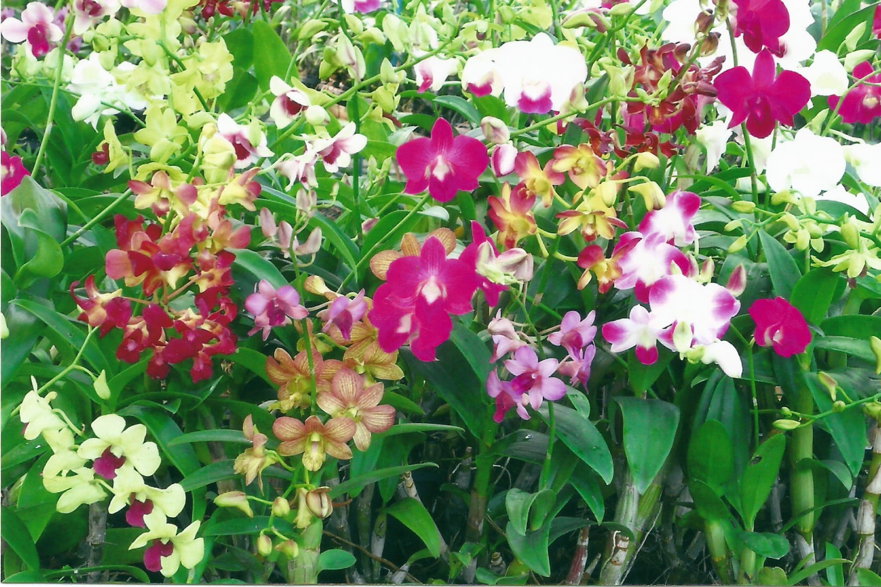 Dendrobium Orchid - 4" Pot - Assorted Colors - Walmart.com