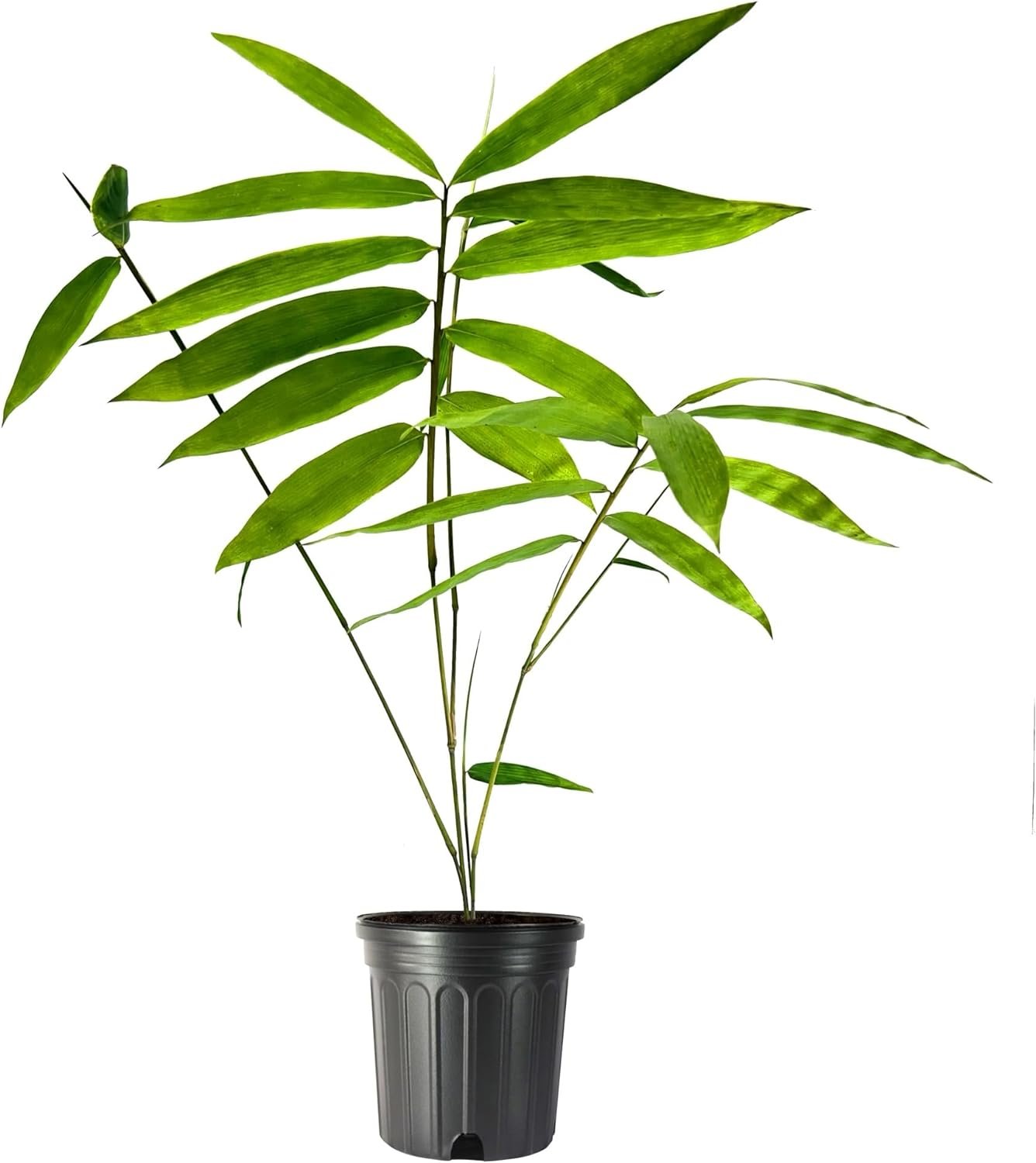 Dendrocalamus Giganteus Bamboo 1 Large Gallon Size Plant Fast-Growing ...