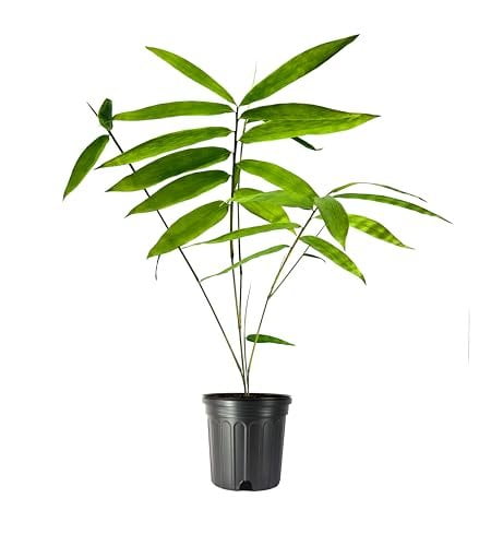 Dendrocalamus Giganteus Bamboo 3 Large Gallon Size Plants Fast-Growing ...