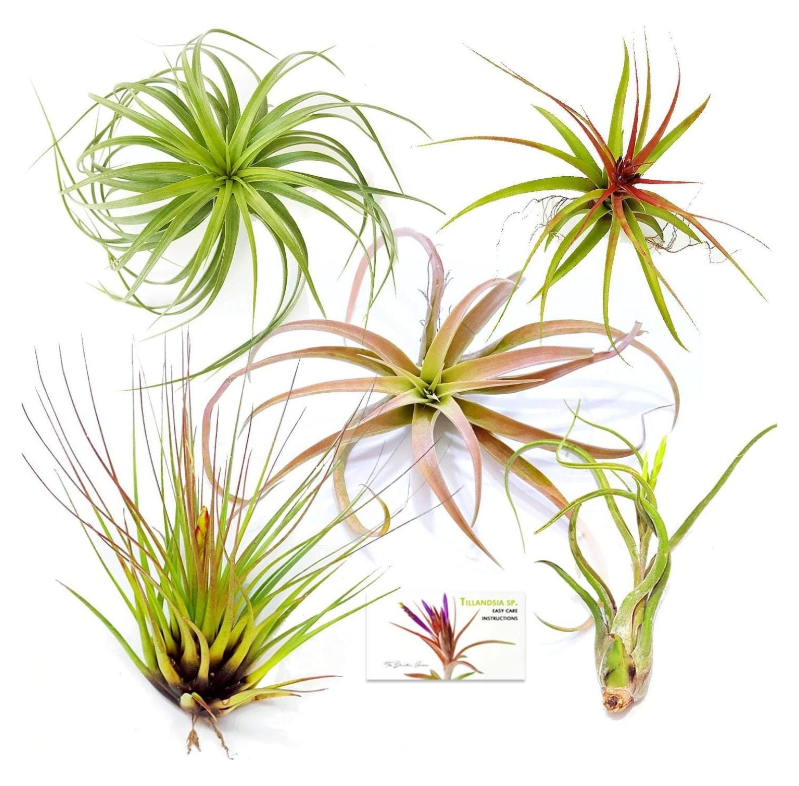 Deng rui AIR Plants - Assorted Variety Pack - 5 X-Large - air Purifying ...