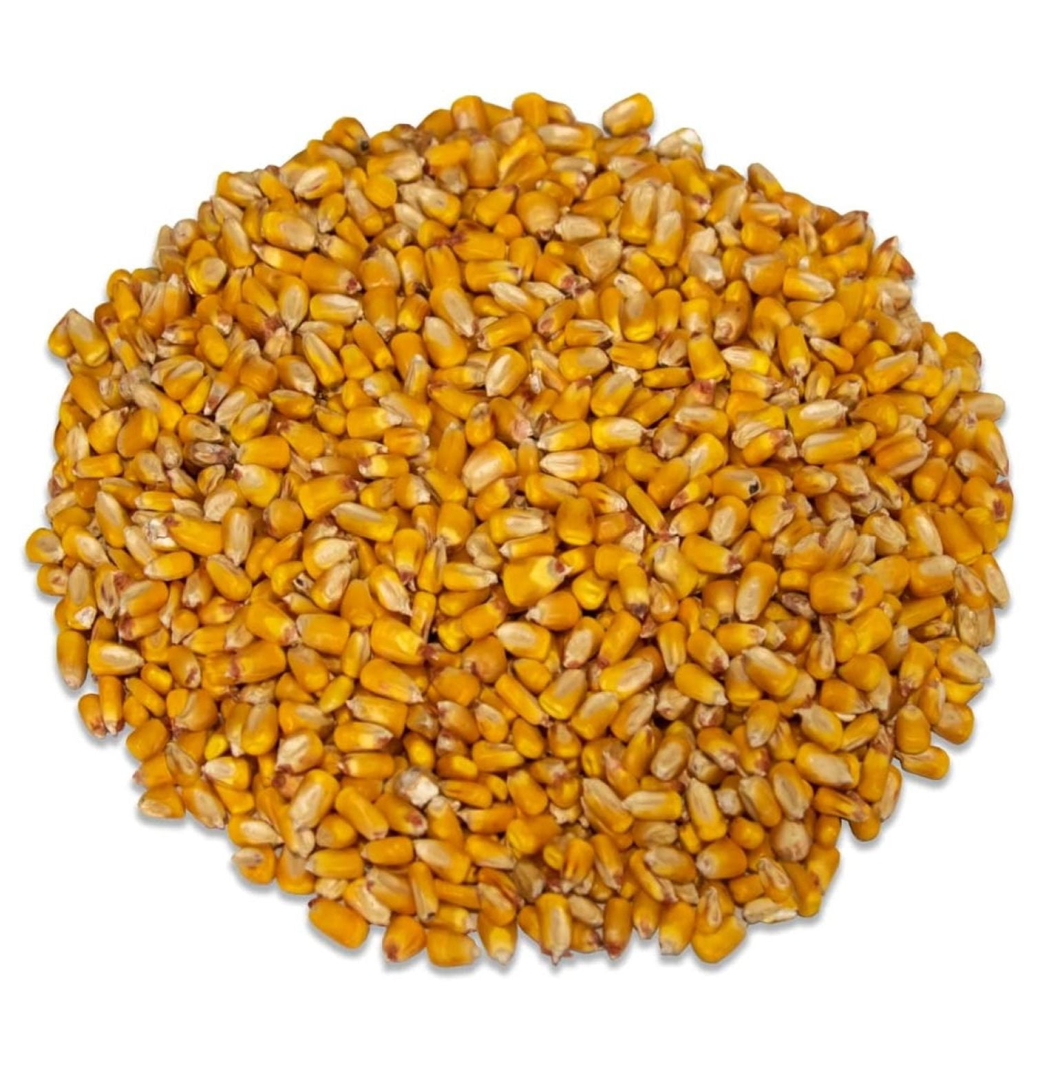 Deng rui Critter Corn - Loose Shelled Corn for Wildlife 40 lbs - Grown ...