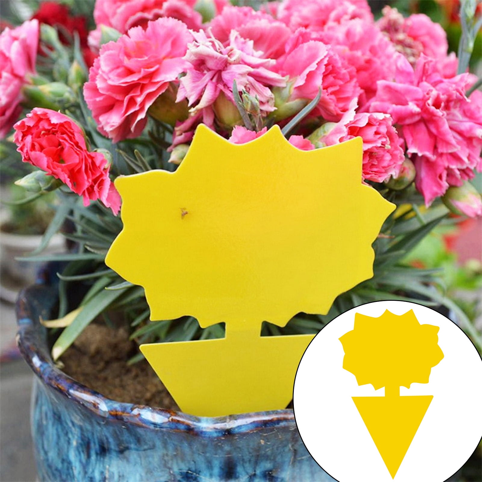Dengjunhu 20Pcs Sticky Trap Fruit Fly and Fungus Gnat Trap Killer ...