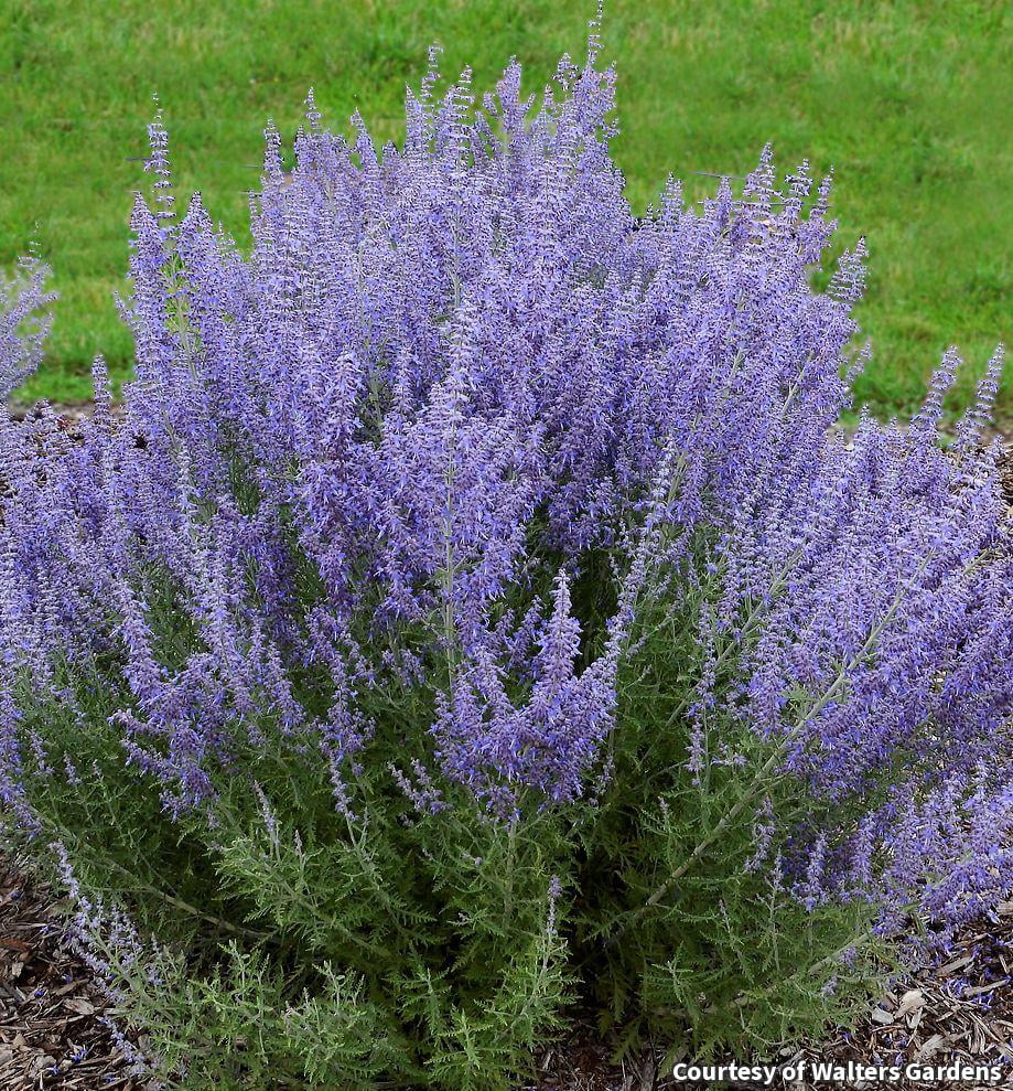 Denim 'n Lace Russian Sage - 1 Gallon Perennial - Walmart.com