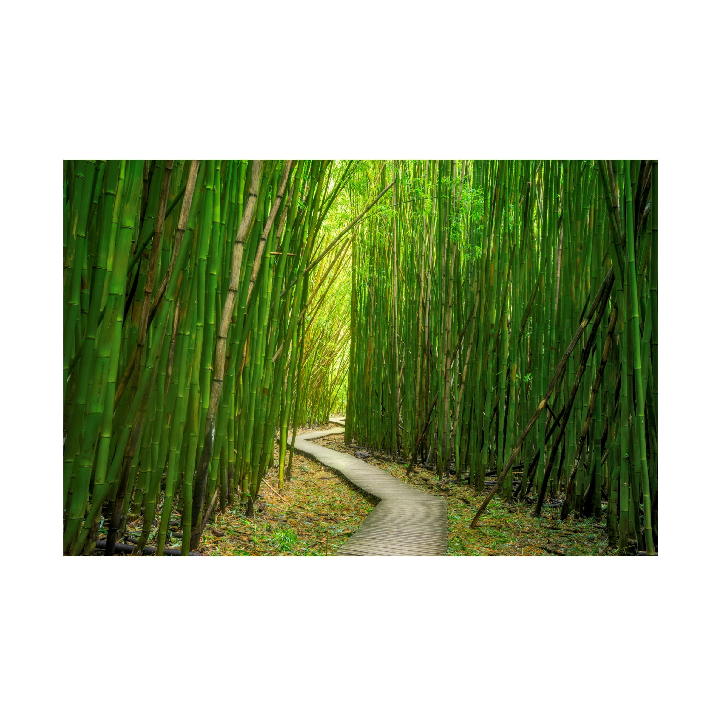 Dennis Frates 'Bamboo Path' Canvas Art - Walmart.com