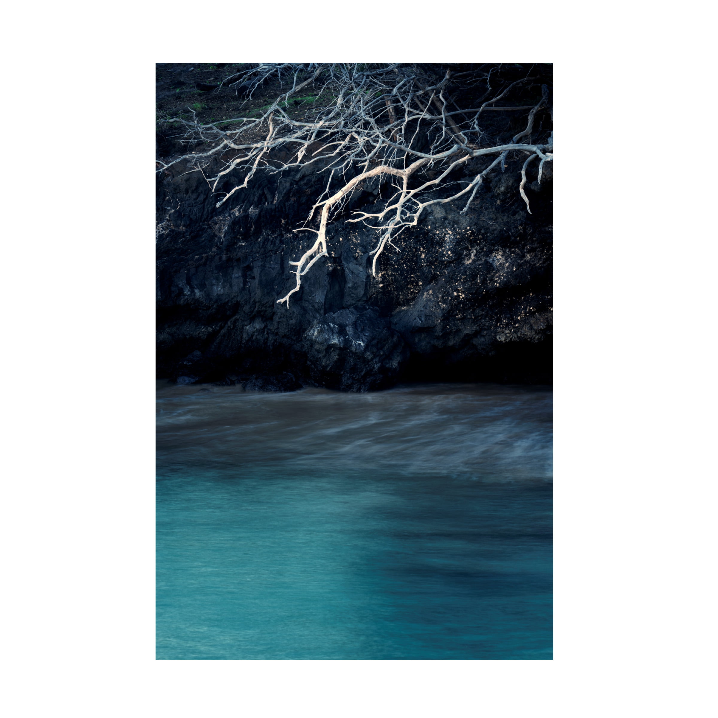 Dennis Frates 'Roots Of Tree' Canvas Art - Walmart.com