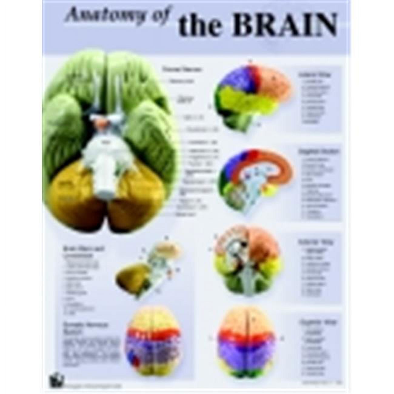 Denoyer-Geppert Anatomy Of The Brain Poster - Walmart.com