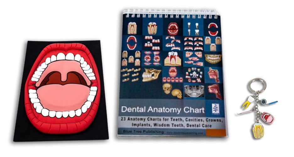 Dental Anatomy Flip Charts - Walmart.com