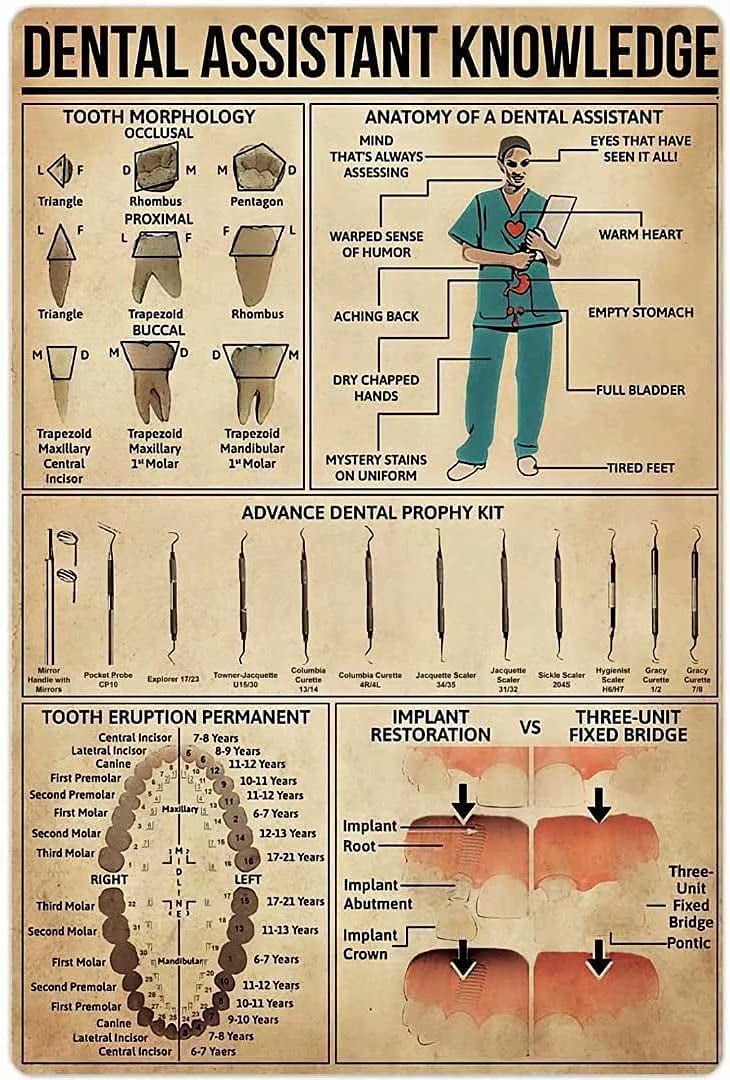 Dental Assistant Knowledge Metal Signs Poster Tooth Morphology Poster ...