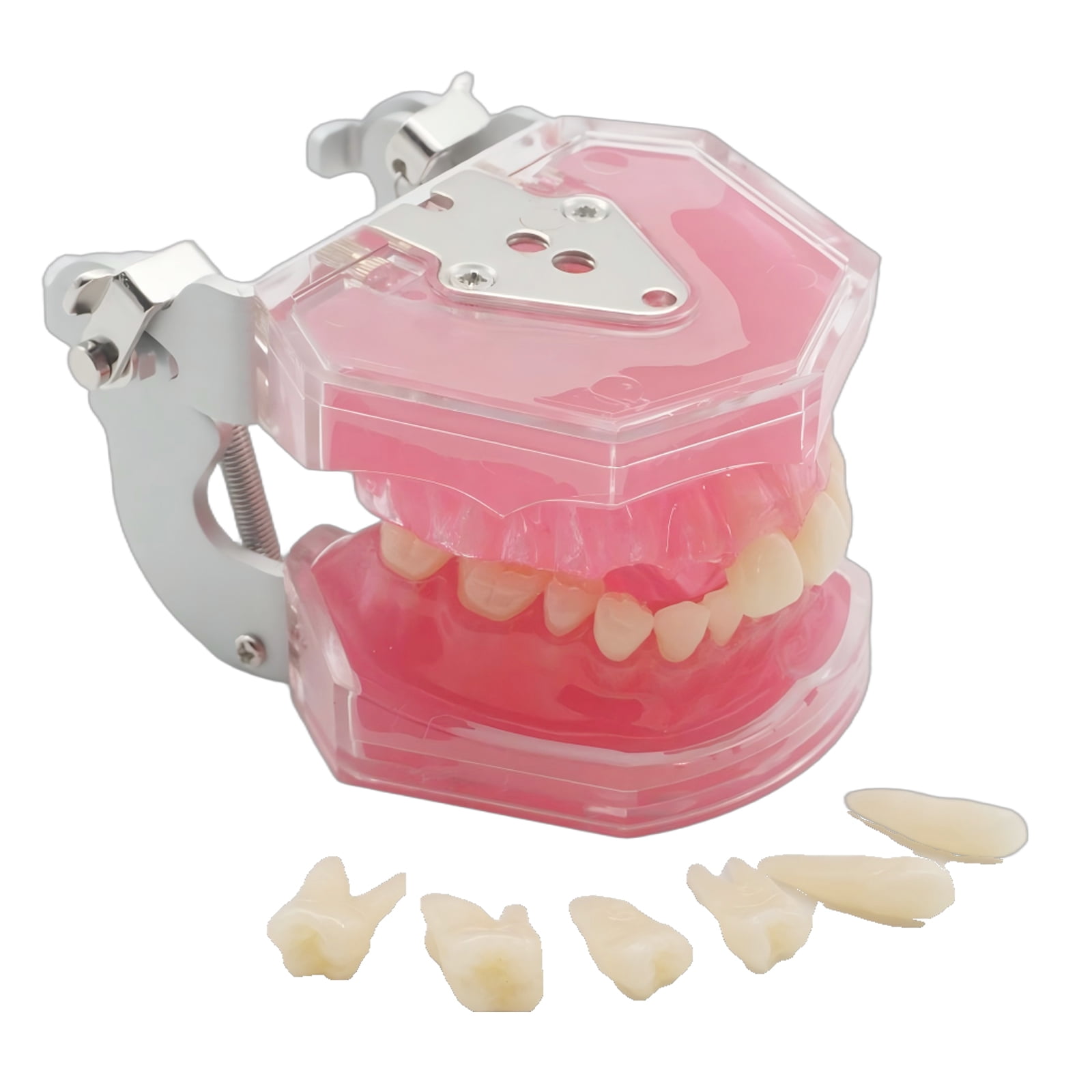 Dental Demonstration Tooth Extraction Model Standard Study Teaching All ...