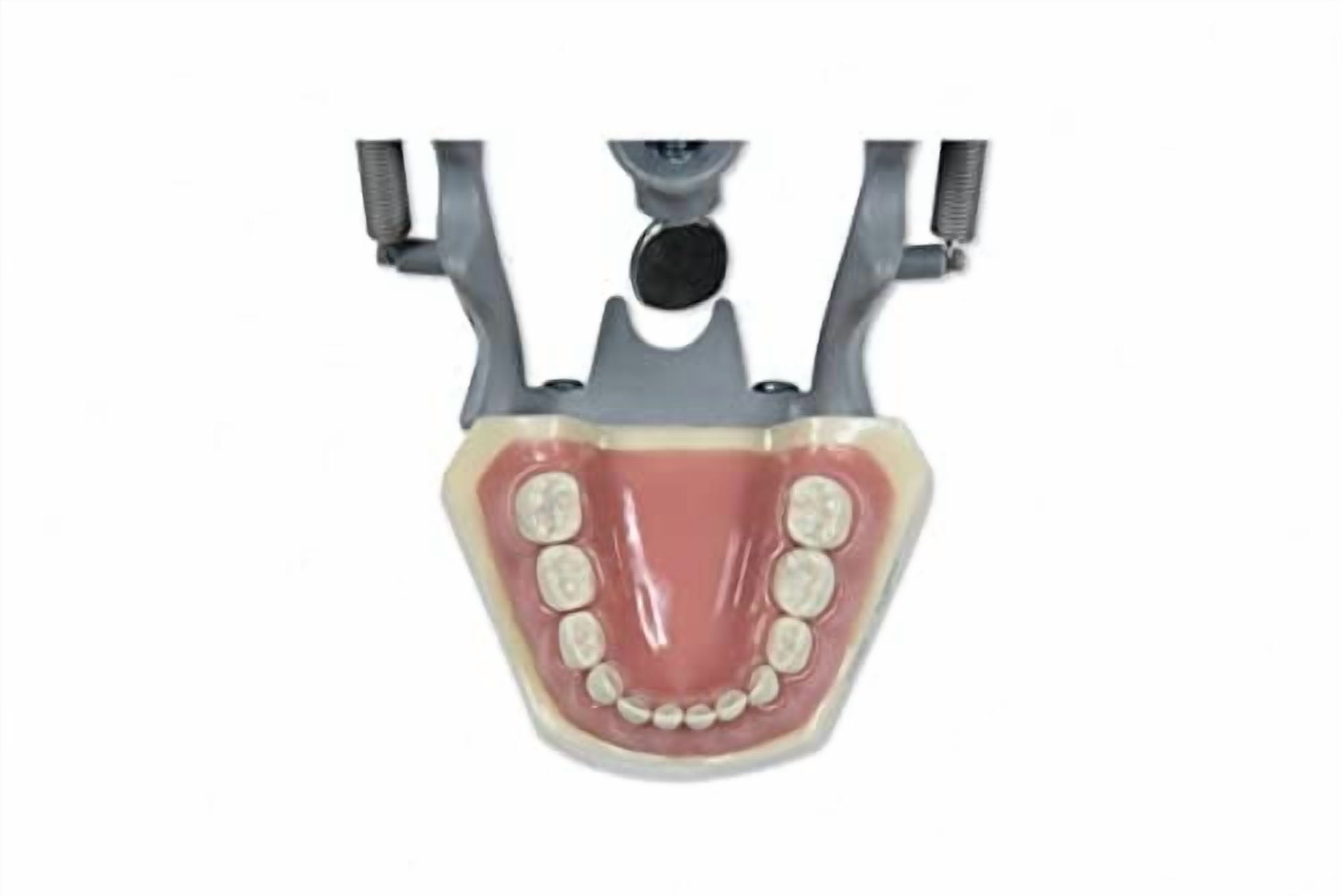 Dental Educational Pediatric Model with Removable Teeth - Walmart.com