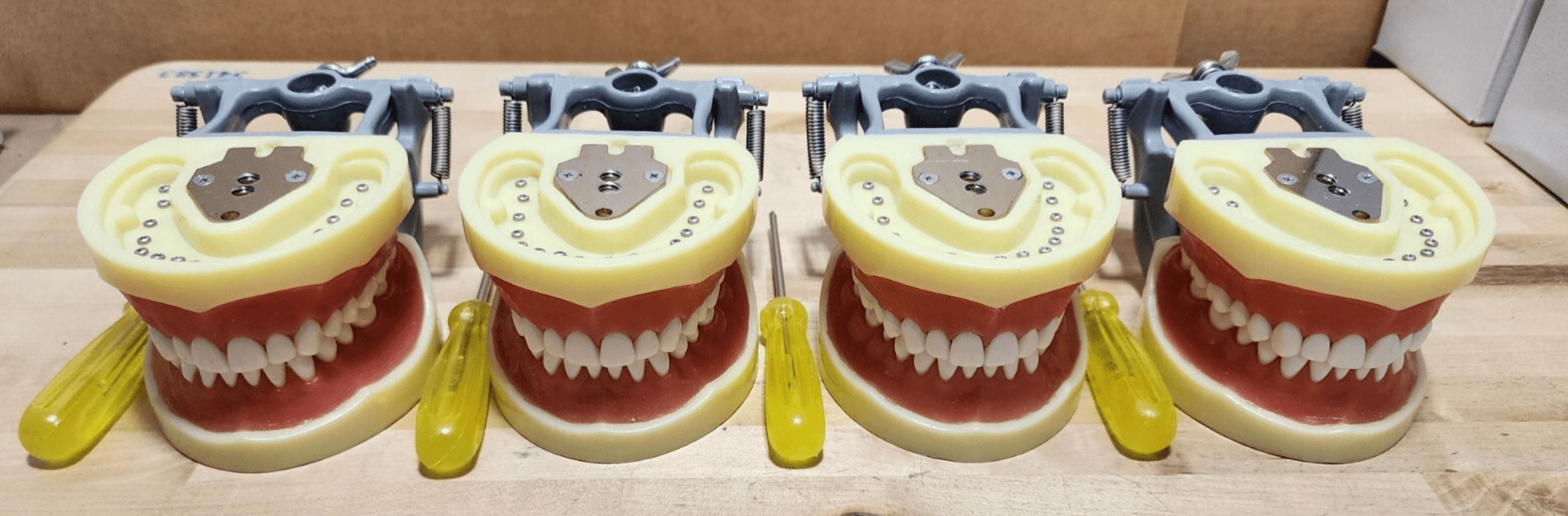 Dental Form w/ Removable Teeth Typodont Dentoforms (Qty 4) - Walmart.com
