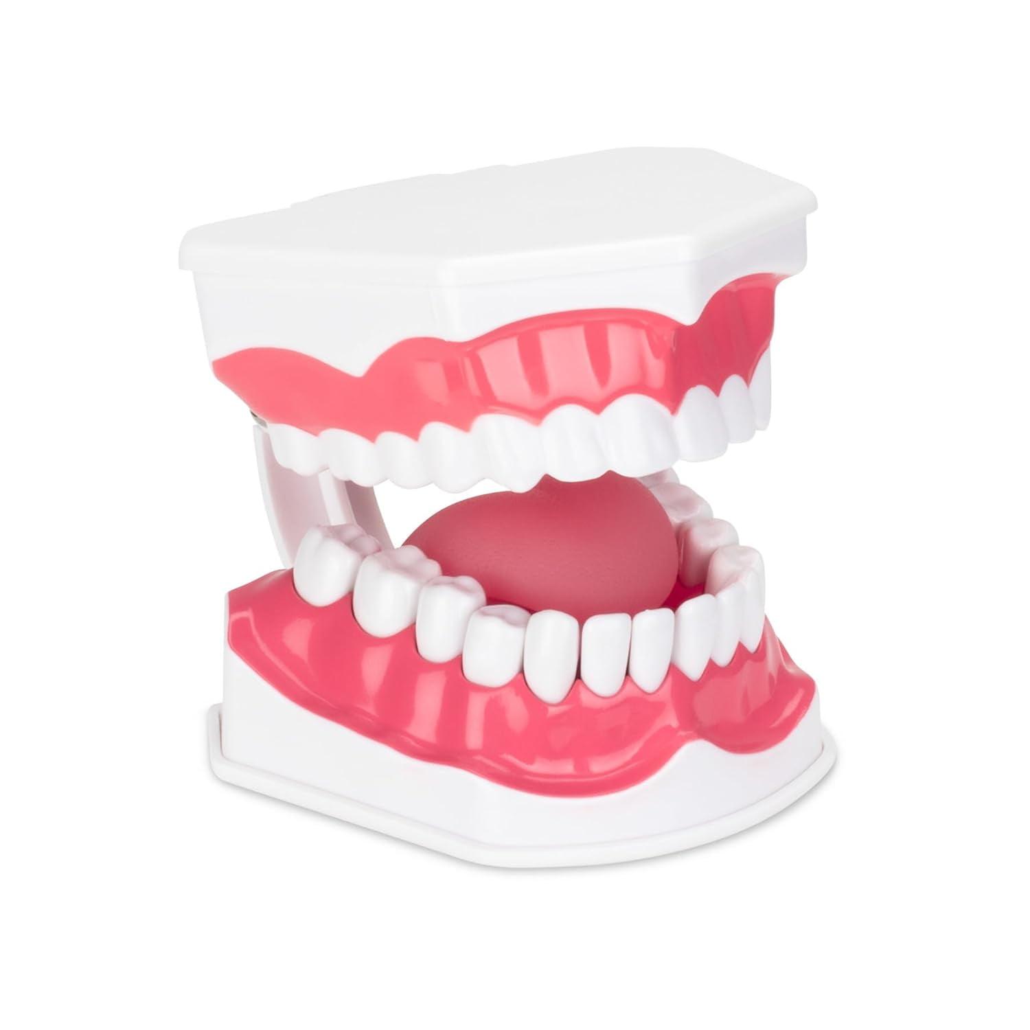 Dental Hygiene Model, Demonstration Teeth Model, Teeth Model for ...
