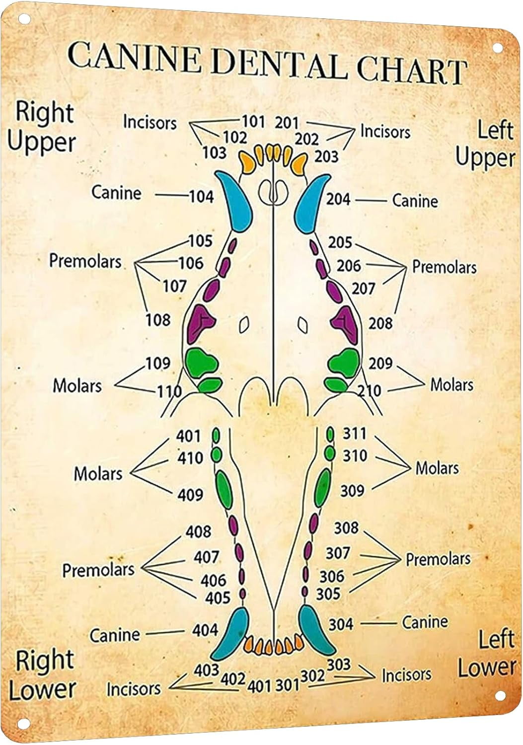 Dental Hygienist's Vintage Canine Dental Chart Metal Tin Sign ...