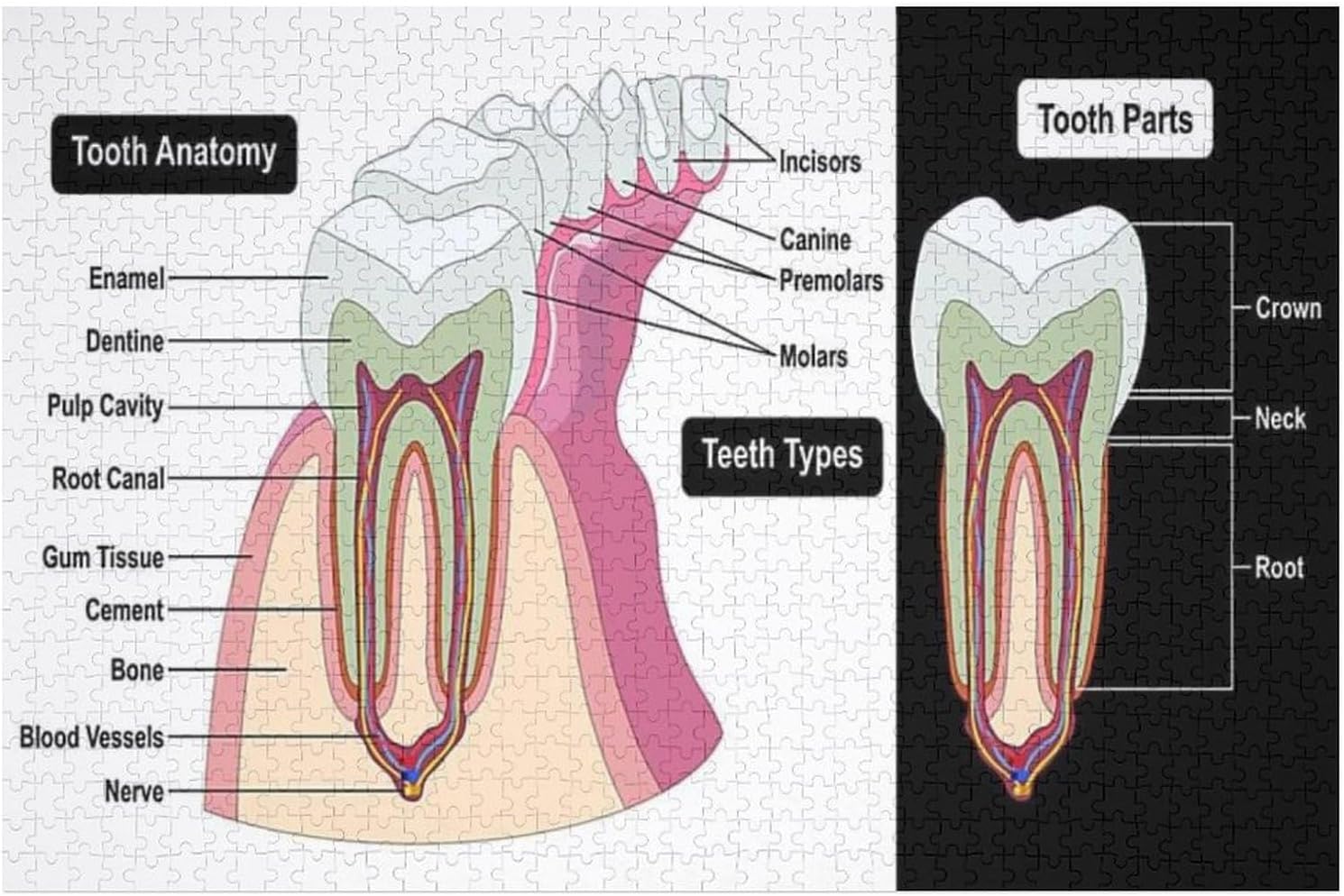 Dental Knowledge Tooth Anatomy Dentist Encyclopedia Jigsaw Puzzles for ...