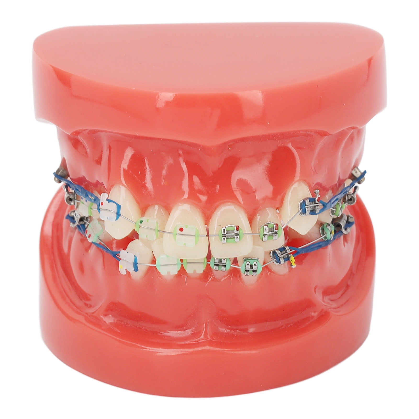 Dental Model Metal Wires 24 Teeth Half Metal Half Ceramic Bracket Tooth ...