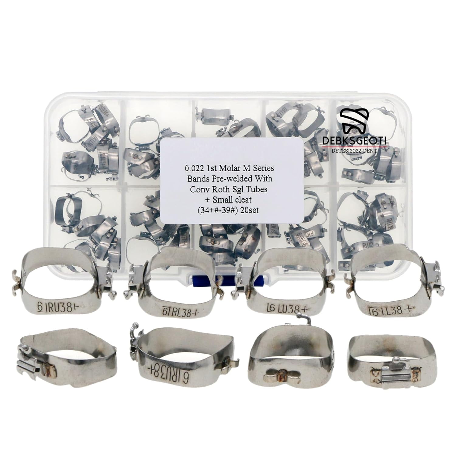Dental Models Typodont with Orthodontic Molar Bands 34+#-39# (Cleat ...
