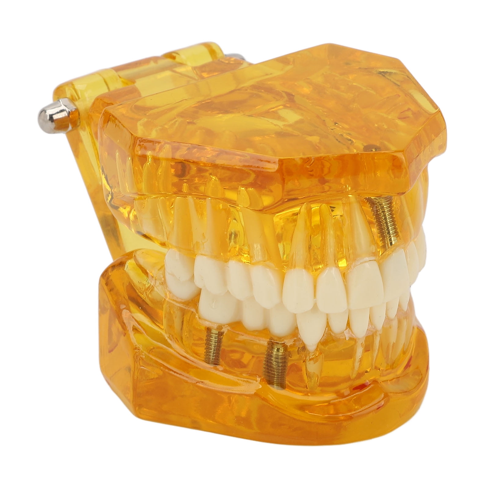Dental Pathological Model Clear Structure Educational Teeth Display ...