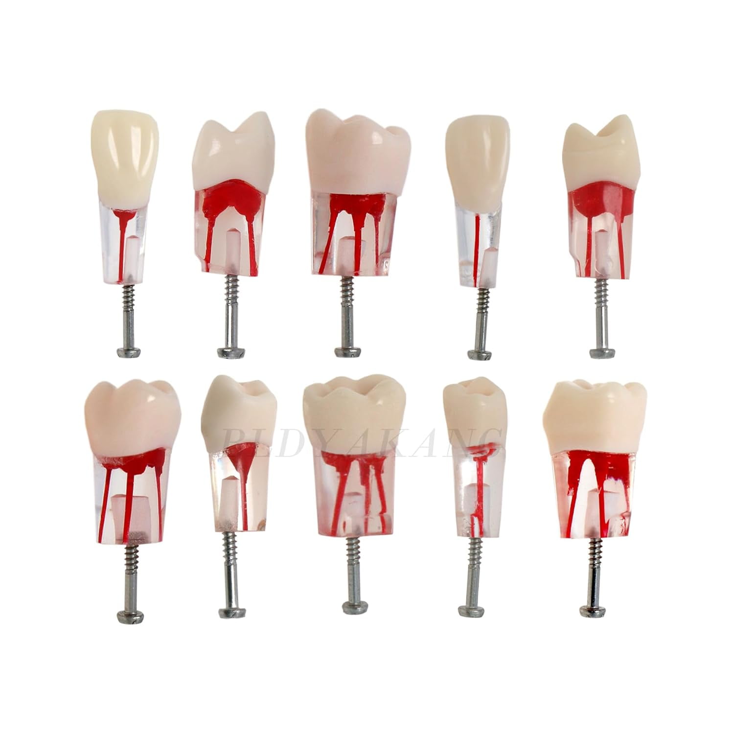 Dental RCT Root Canal Practice, Teaching, Study Teeth Model, fits ...