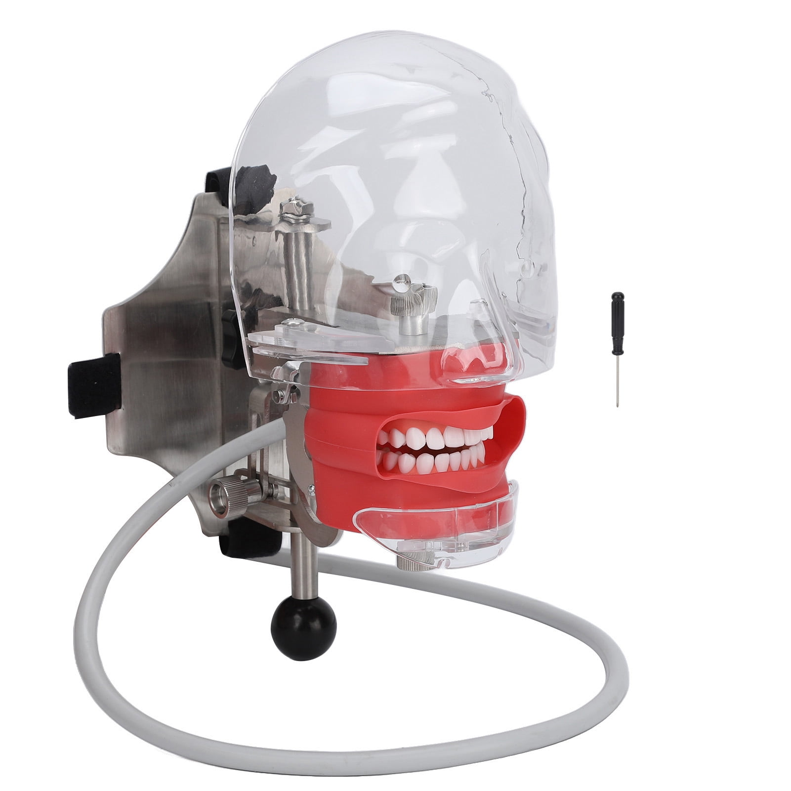 Dental Simulator Mannequin Removable Teeth Dental Head Model for Dental ...
