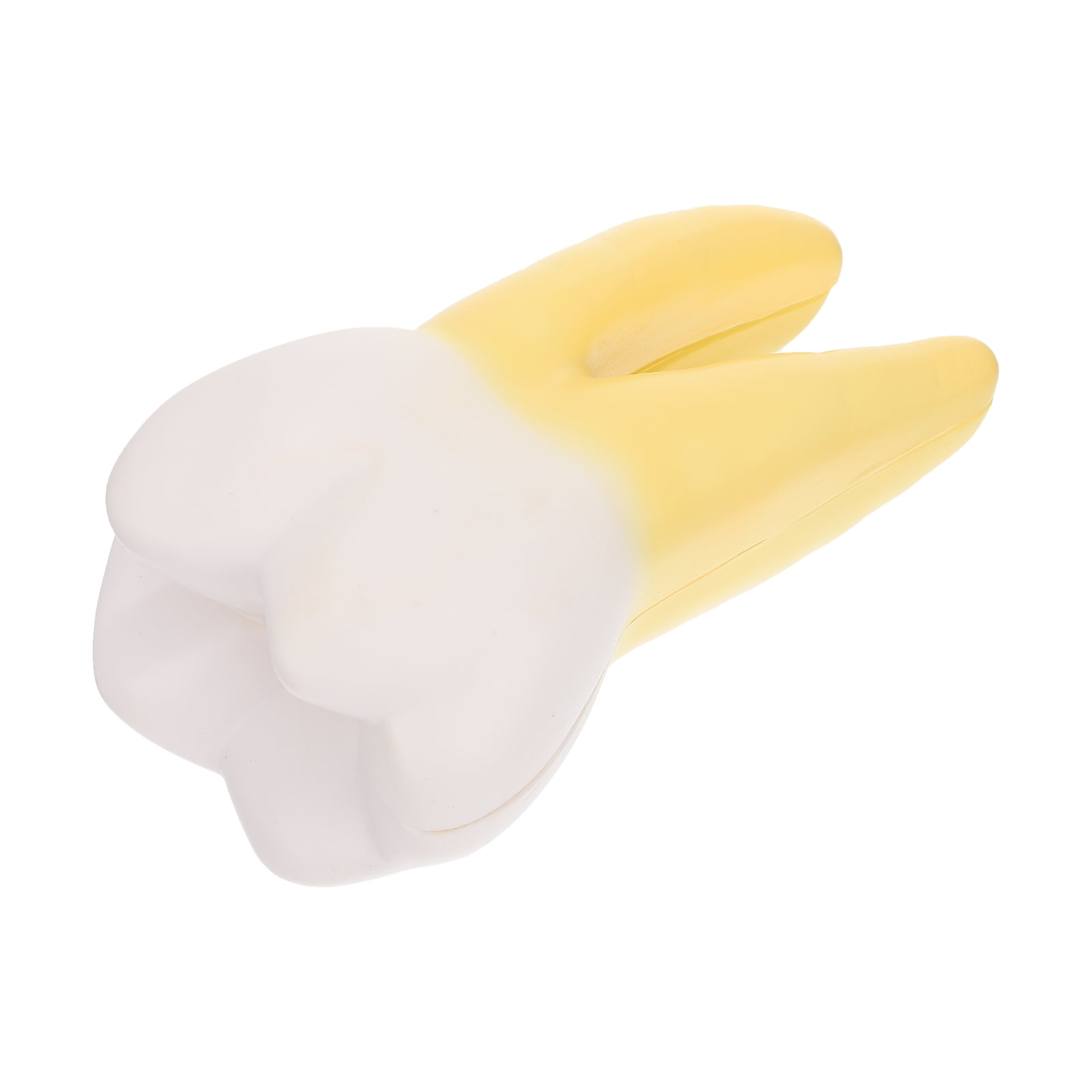 Dental Specimen Models Simulated Molar Anatomical Plastic Dentist ...