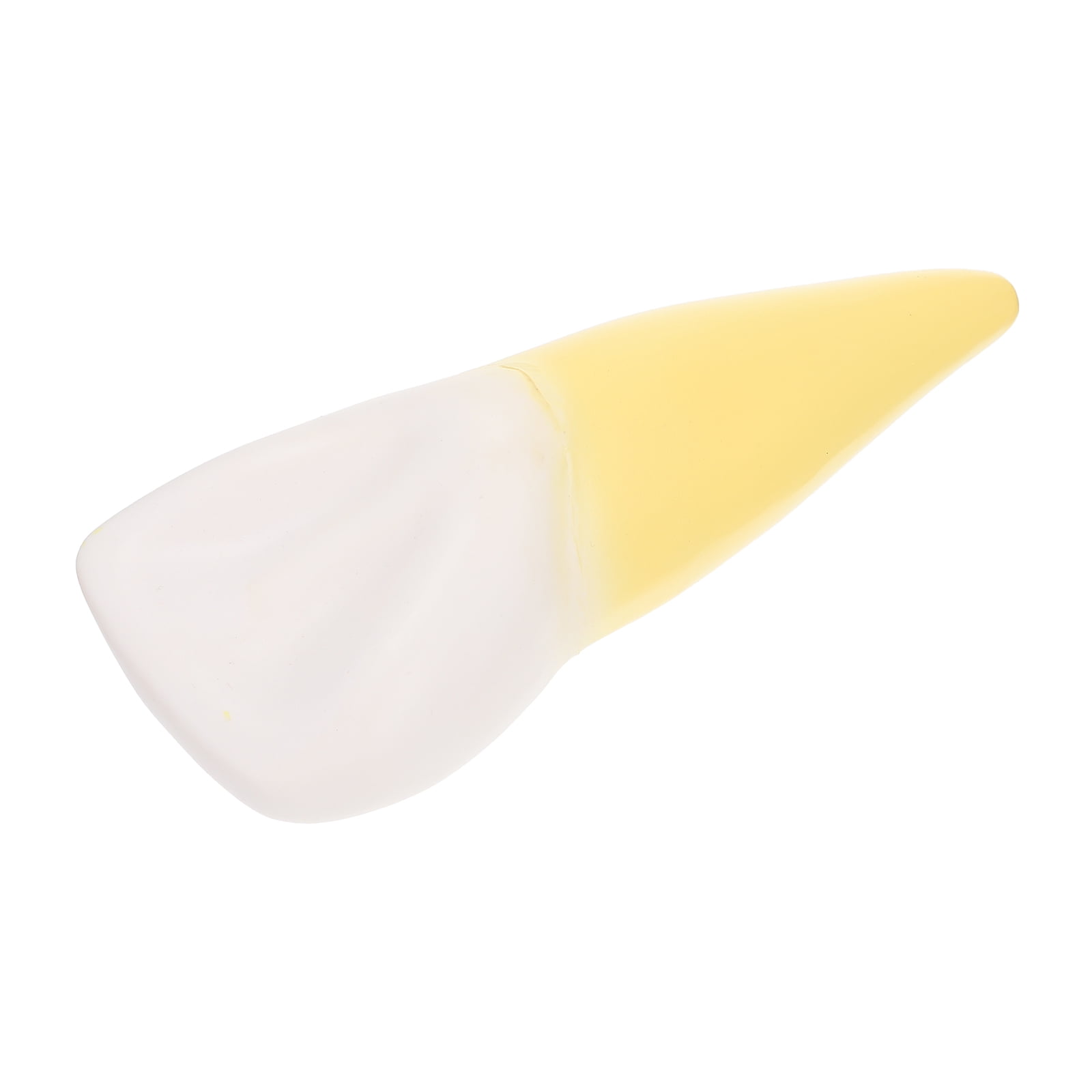 Dental Specimen Plastic Tooth Model Anatomical Cuspid Teeth Models ...