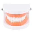 Dental Standard Teeth Kids Students Tooth Teaching Model Dental ...