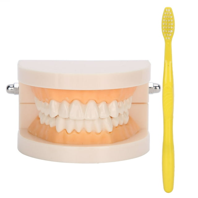 Dental Teaching Teeth Model Kids Dental Teaching Study Supplies ... Dental Teaching Teeth Model Kids Dental Teaching Study Supplies ...
