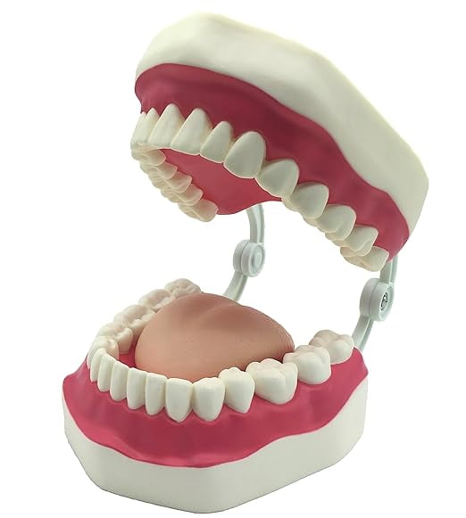 Dental Teeth Care Model with Toothbrush,32 Teeth,Kouber Human ...