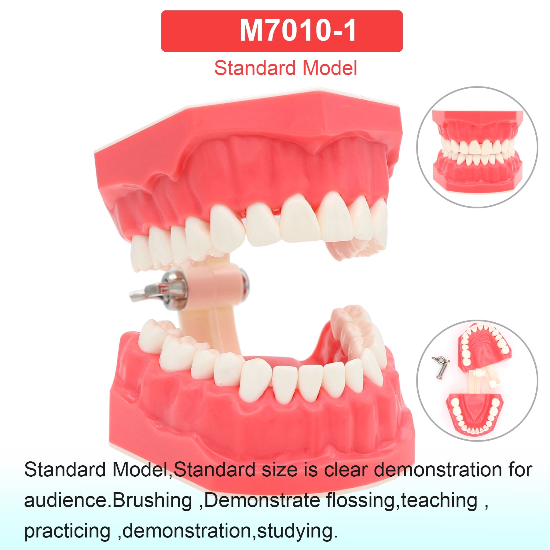 Dental Teeth Model Dental Teaching Models Implant Model Removable ...