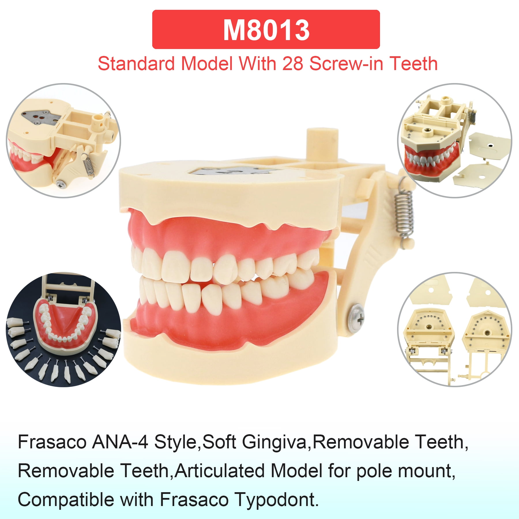 Dental Teeth Model Dental Teaching Models Implant Model Removable ...