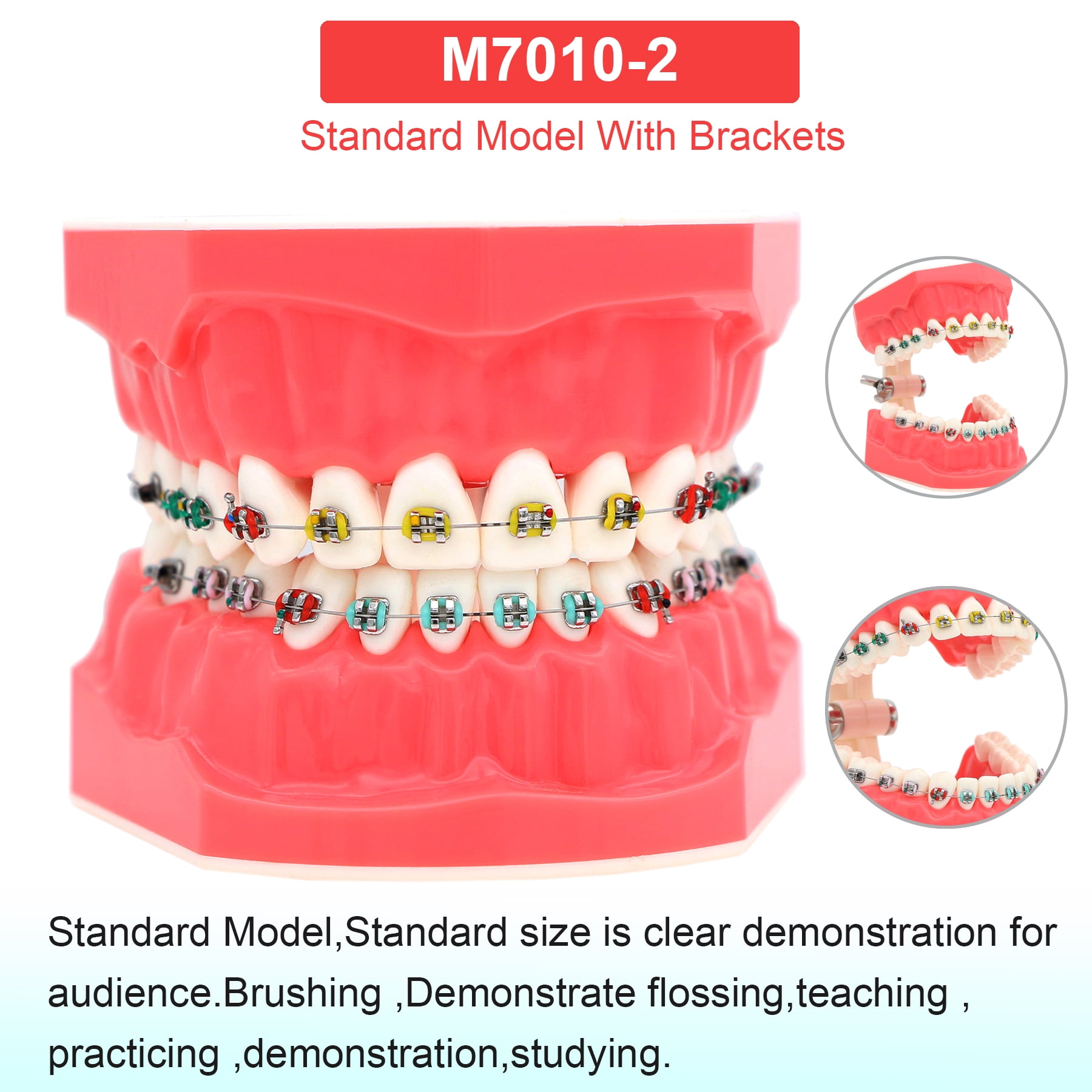 Dental Teeth Model Dental Teaching Models Implant Model Removable ...