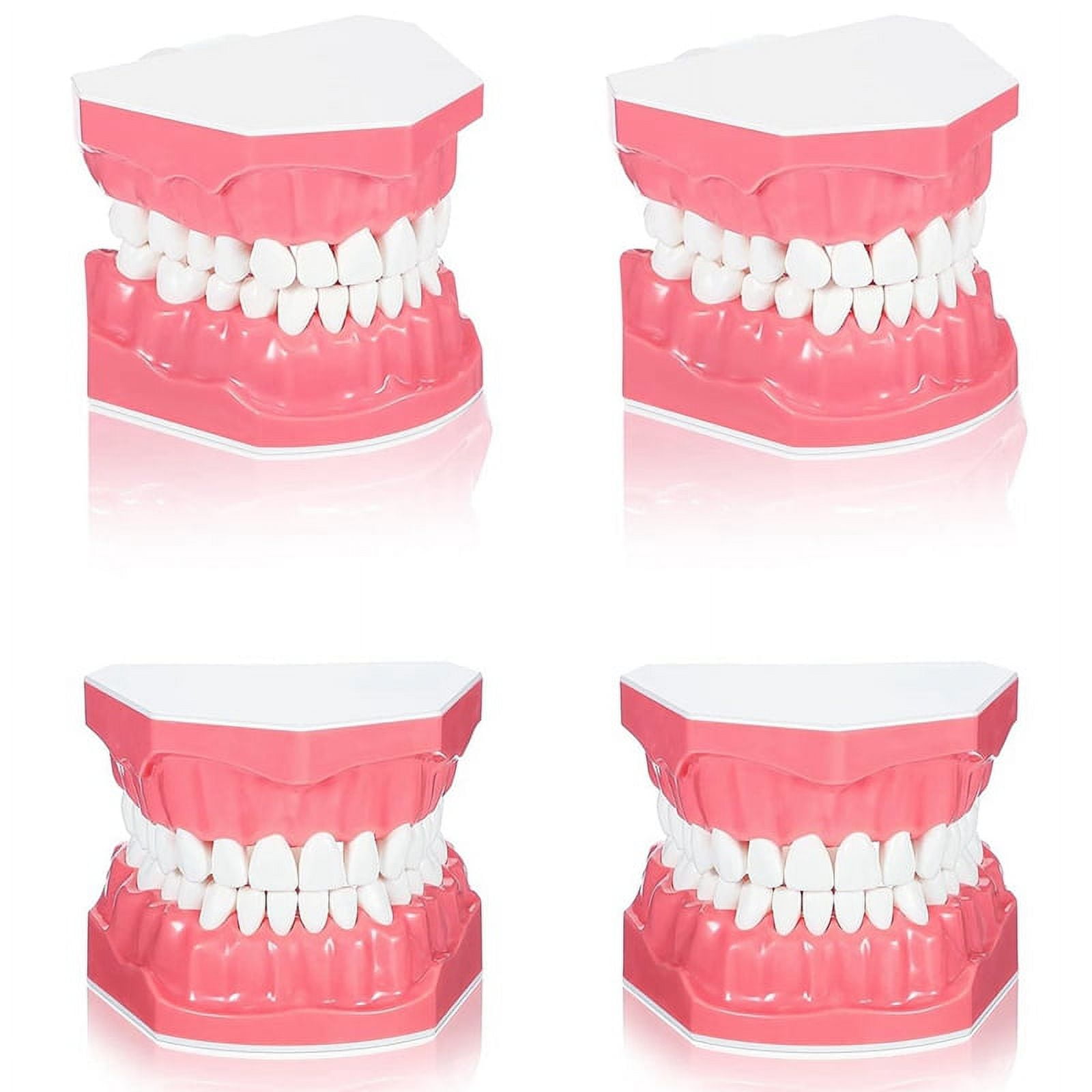 Dental Teeth Model for Brushing Flossing Practice Mouth Model 1: 1 ...