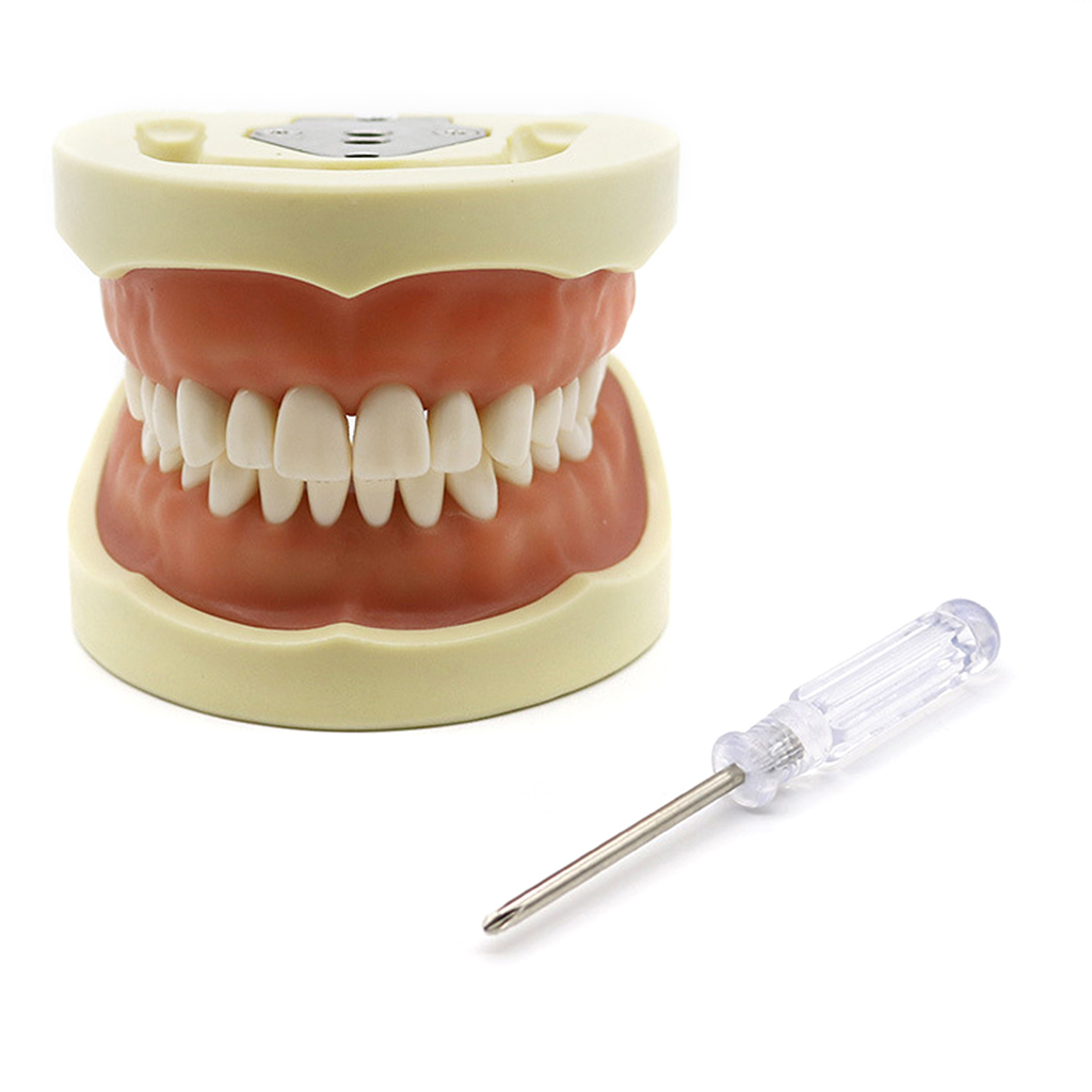 Dental Typodont Model Dental Model Teeth Model Gum Teeth Teaching Model ...