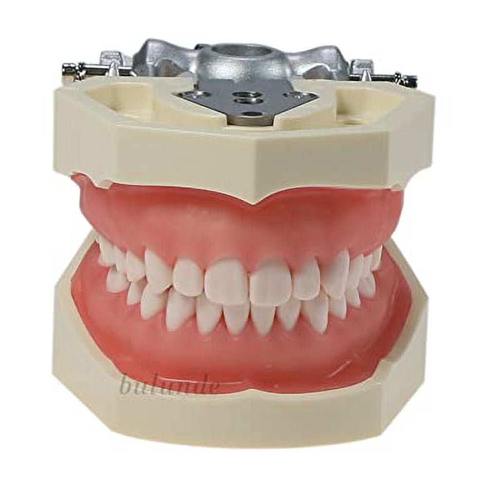 Dental Typodont Model Mounting Pole kit 28Pcs Detachable Teeth Model ...