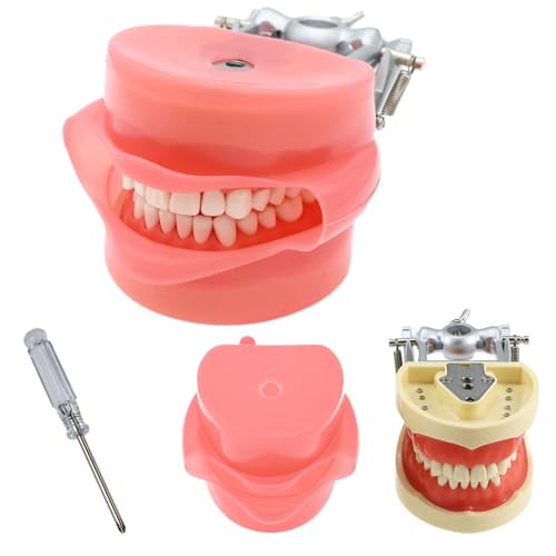 Nissin Dental Model