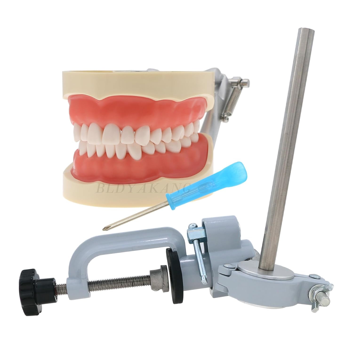 Dental Typodont Model with 32 Removable Teeth Mounting Pole for ...
